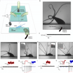 Epilepsy News | CURE Epilepsy